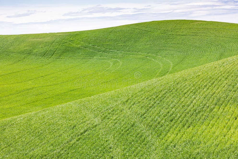 Rolling Wheat Fields in the Palouse Hills Stock Photo - Image of loess ...
