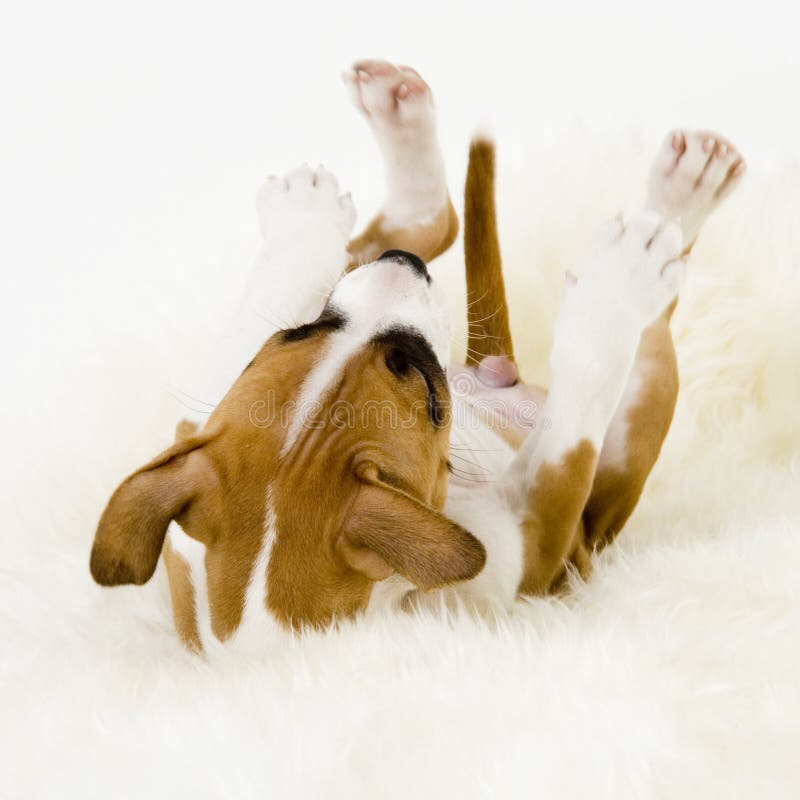 Rollover stock image. Image of animal, pitbull, terrier - 672617