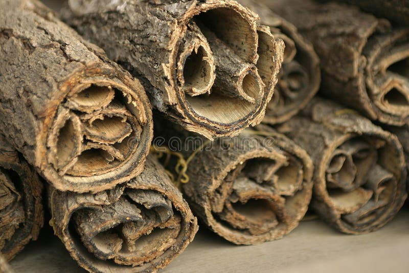 Rolls of bark stock photo. Image of wood, decoration, medicinal - 6118656