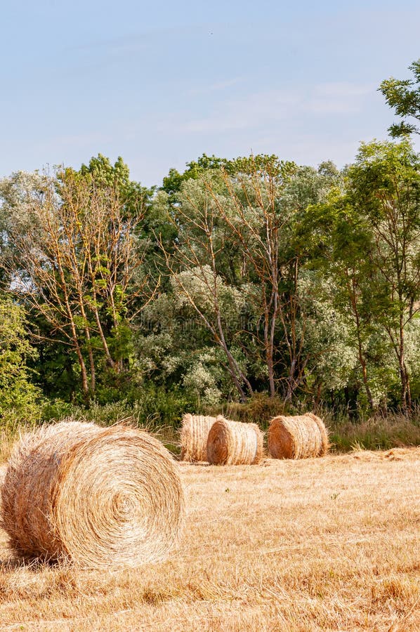 Rolls of Cut Hay, Drying, in a Sunny, French, Hay Field Stock Image ...