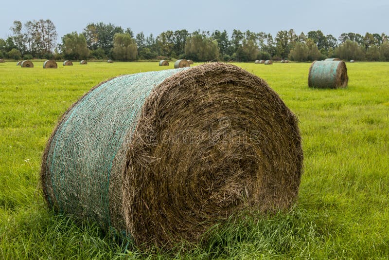 Rolls do feno imagem de stock. Imagem de feno, céu, grama - 117793309