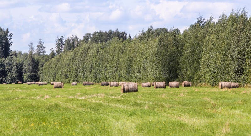 Rolls of Hay in the Forest Field. Stock Image - Image of summer ...