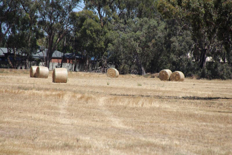 Hay Rolls in Paddock stock photo. Image of circle, grass - 4133588