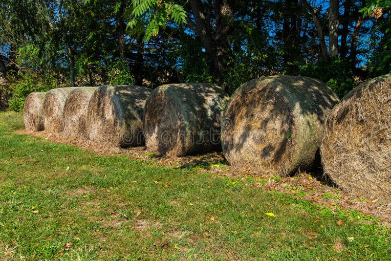 Rolls of Hay Under the Trees Stock Photo - Image of landscape, large ...