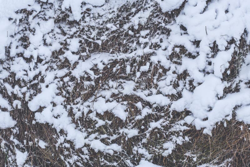 Rolls of hay in winter stock photo. Image of harvested - 227665968