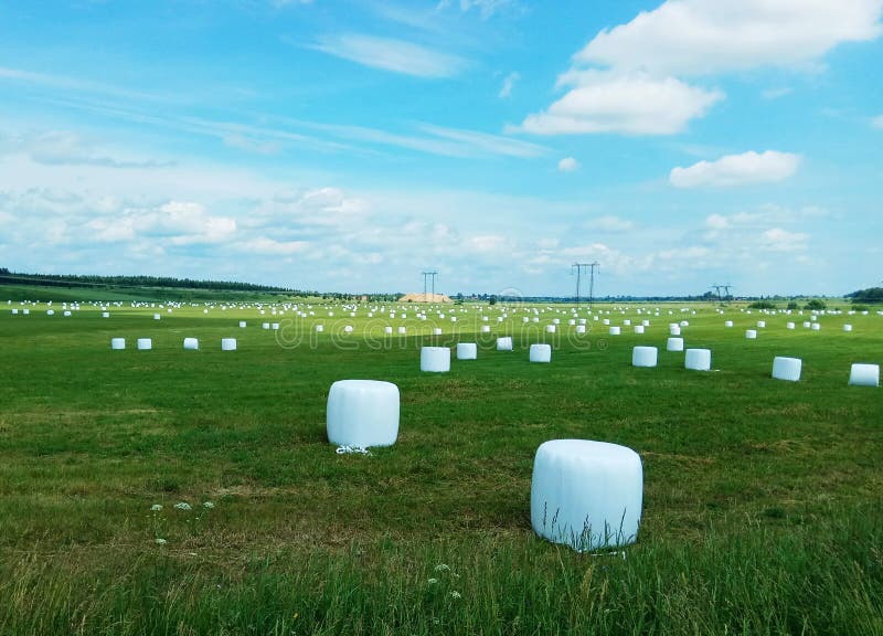 Rolls of Hay Wrapped in Packaging are Everywhere in the Field Stock ...