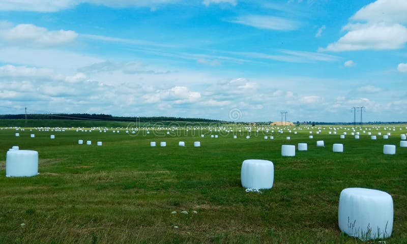 Rolls of Hay Wrapped in Packaging are Everywhere in the Field Stock ...