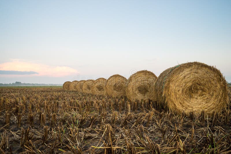 Rolls of Haystack on the Paddy Field. Stock Photo - Image of grass ...