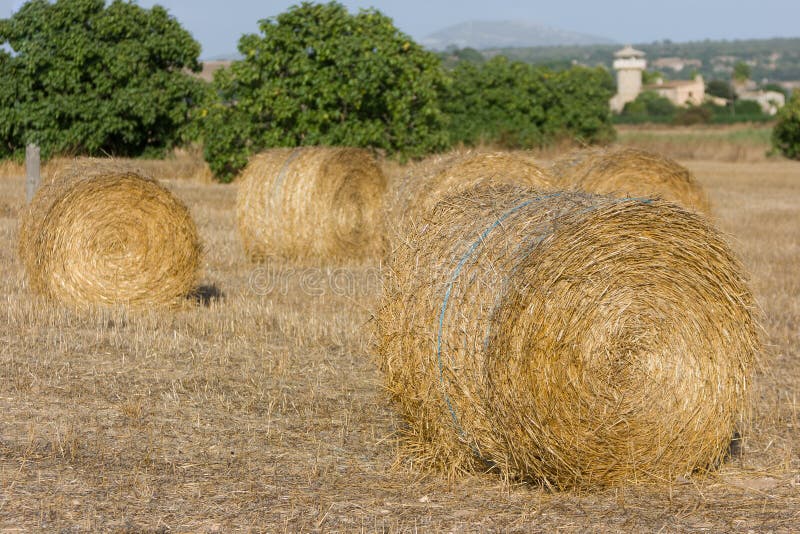 Rolls of Haystacks on the Field. Summer Farm Scenery with Haystack ...