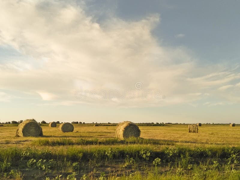 Rolls of Mown Hay are on Field Stock Image - Image of haystack, pack ...