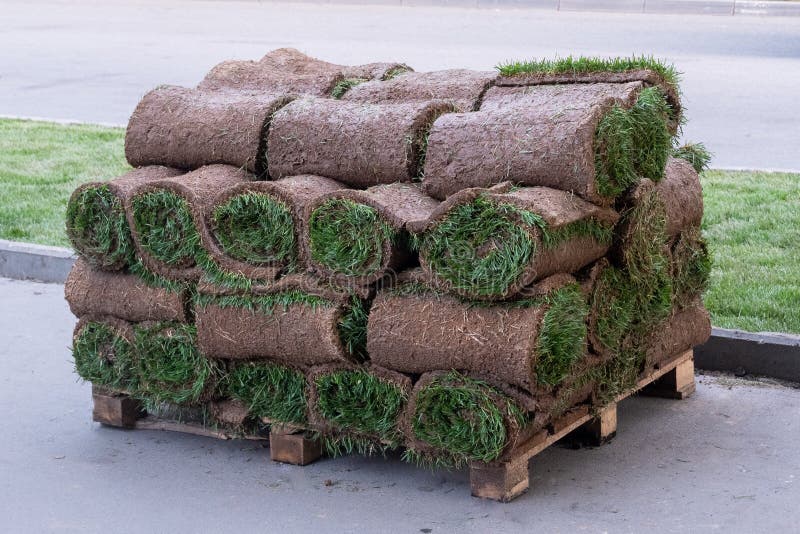 Rolls of Natural Lawn with the Ground Stacked on Pallets in a Stack ...