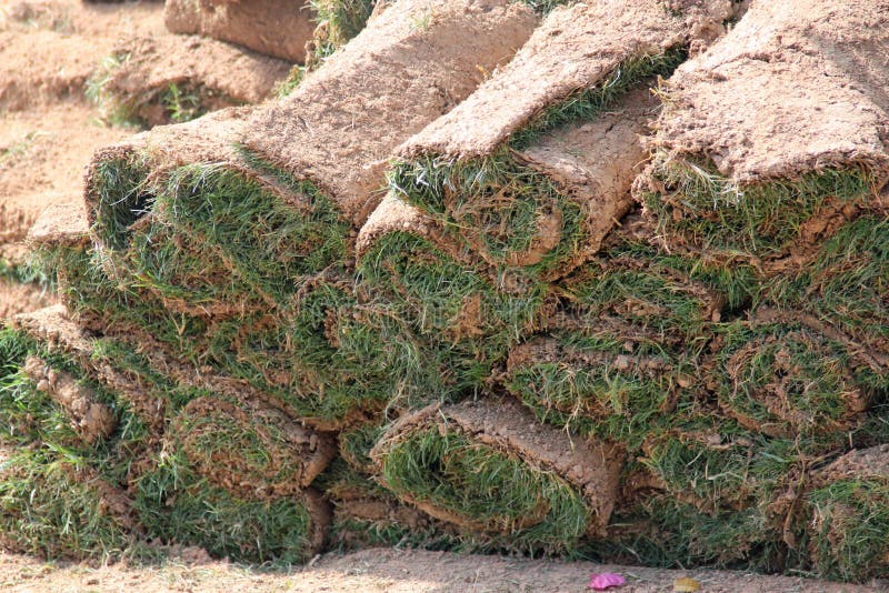 Rolls of Sod on a Turf Farm Stock Image - Image of rolls, turf: 18517167