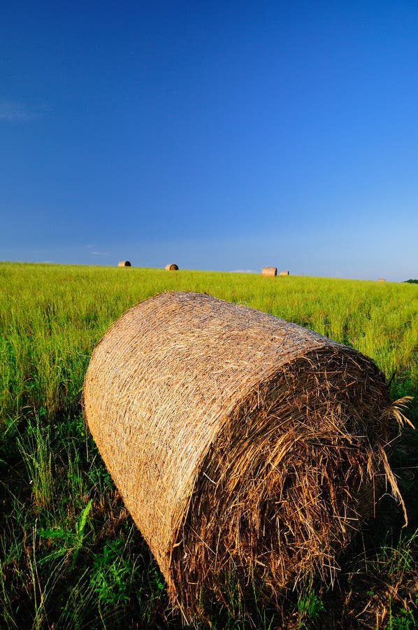 Rolls of Straw on the Field Stock Image - Image of harvest, round: 54552177
