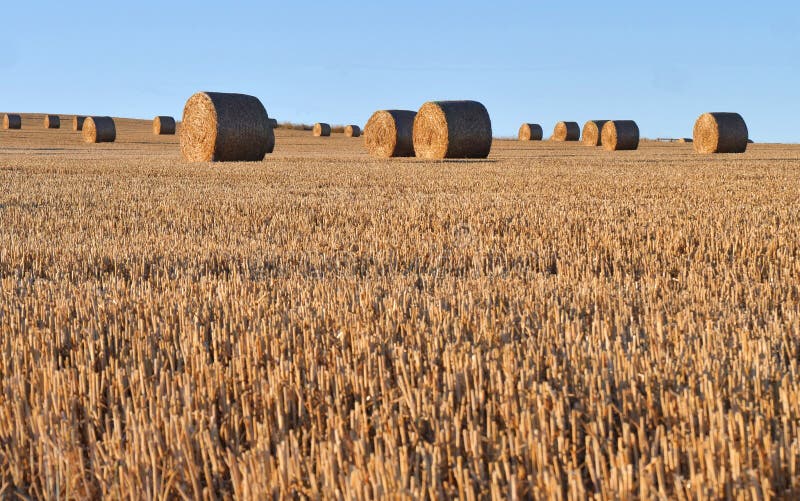 Rolls of Straw in a Field of Stubble after Crops Have Been Gathered ...