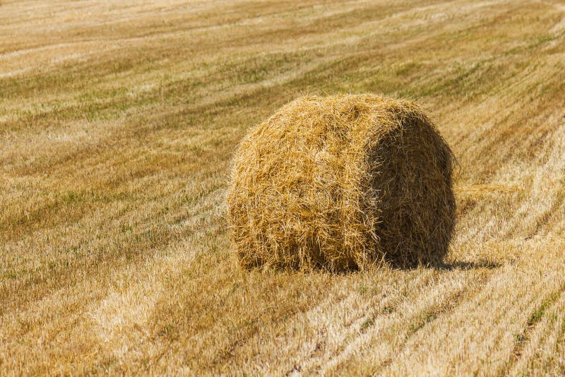 The Rolls of Straw in the Summer Stock Photo - Image of grass ...