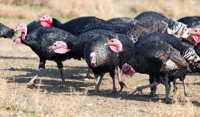 Rolni indyki outdoors obraz stock. Obraz złożonej z bezpłatny - 105570727