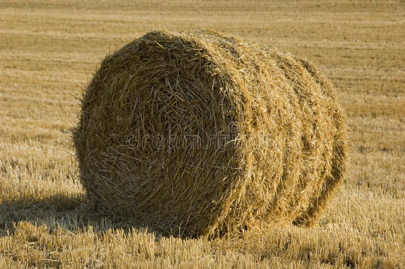 Rolo do feno foto de stock. Imagem de pasto, vistas, estado - 5953930