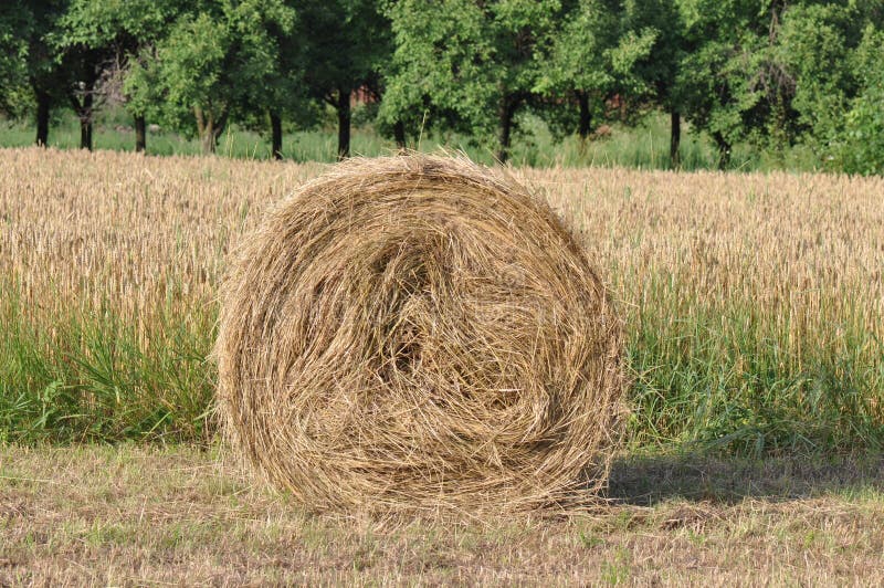 Rolos do feno foto de stock. Imagem de nublado, dourado - 118826266