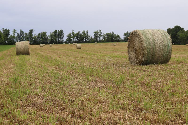 Rolos grandes do feno imagem de stock. Imagem de amigos - 119730271