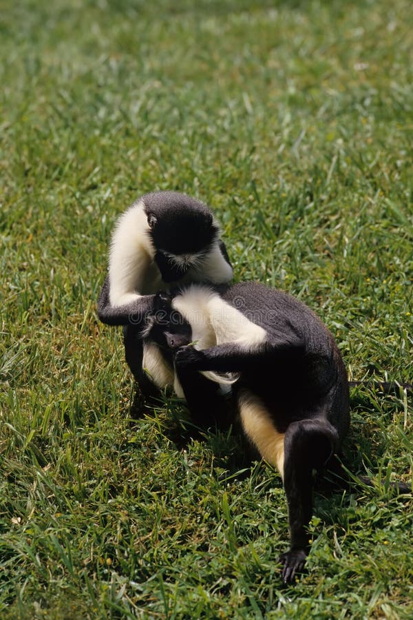 Roloway monkey stock image. Image of species, animal - 283414743