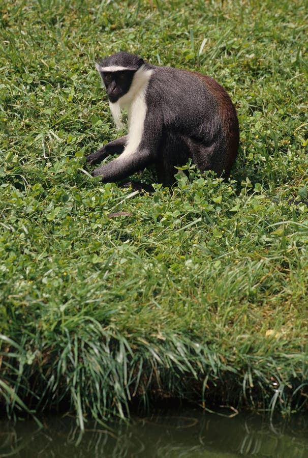 Roloway monkey stock photo. Image of african, white - 283414774