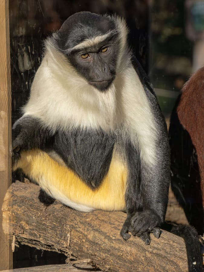 The Roloway Monkey, Cercopithecus Roloway, Sits on a Trunk and Observes ...