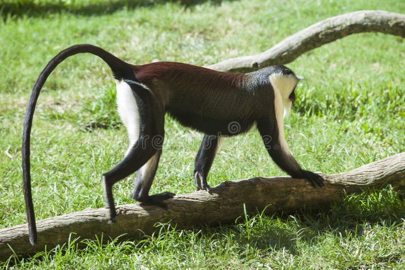 Roloway monkey stock image. Image of roloway, wildlife - 60213181