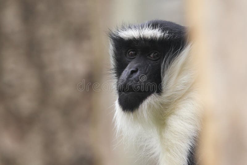 Roloway monkey stock image. Image of world, monkey, primate - 31508189