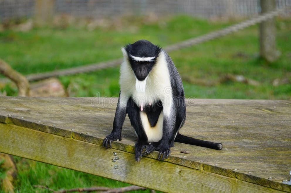 Roloway monkey looking out stock image. Image of mammalia - 314567781