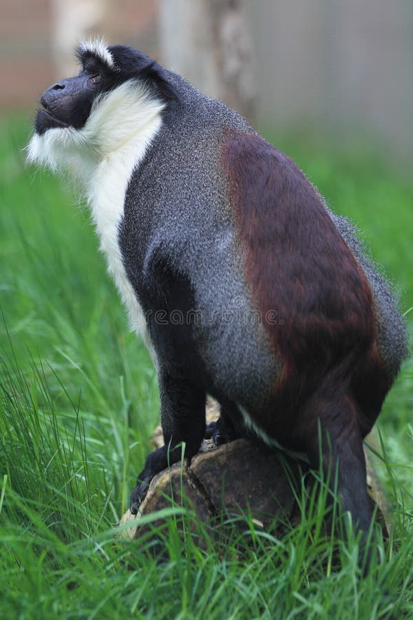 Roloway monkey stock image. Image of cercopithecus, nature - 31508133