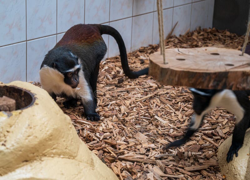 Roloway Monkey Stands in Enclosure Stock Photo - Image of cercopithecus ...