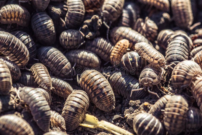 Roly Polies 01 stock image. Image of macro, close, dirt - 35162575