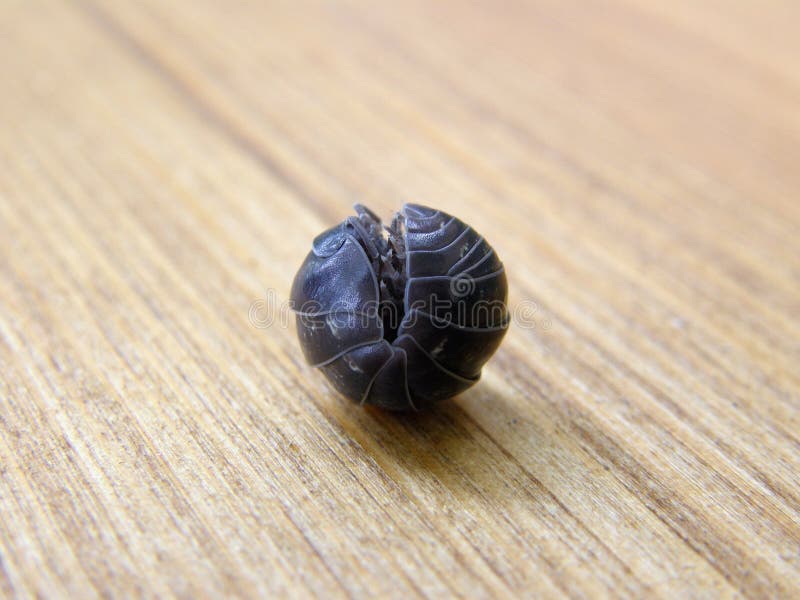 Roly-poly stock image. Image of vulgare, poly, legs, isopod - 18612991