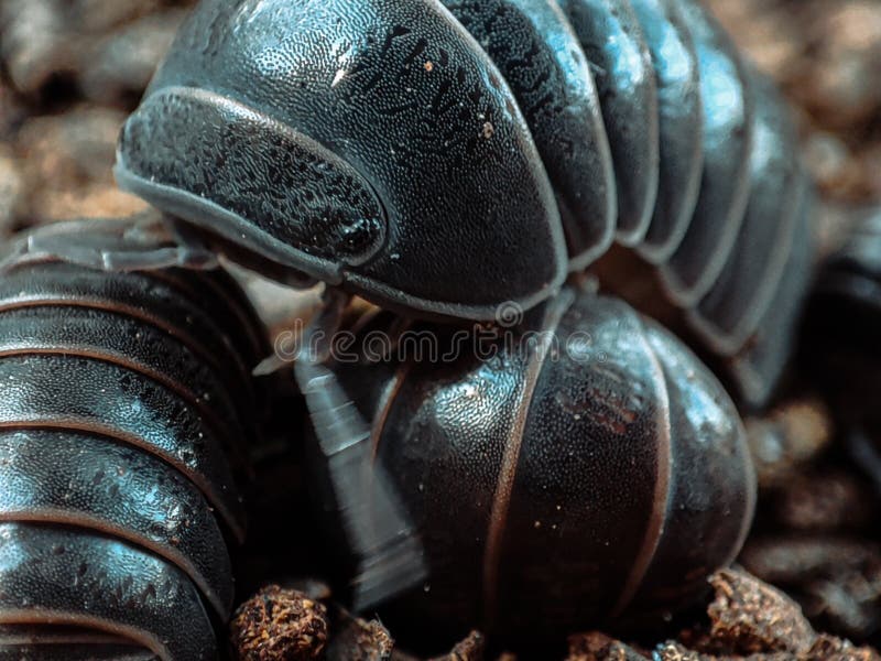 Chiggypigs Stock Photos - Free & Royalty-Free Stock Photos from Dreamstime