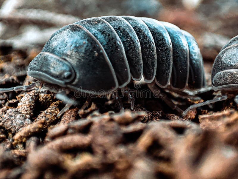 Roly-poly ground level stock image. Image of level, chiggypigs - 259763423