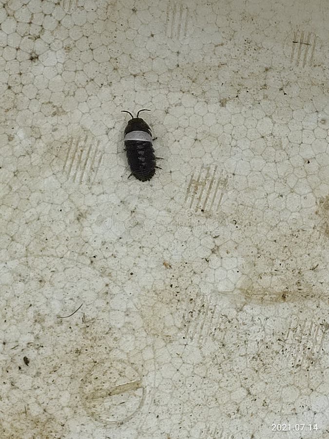 Roly Poly Panda Border White Black Small Insect Stock Photo - Image of ...