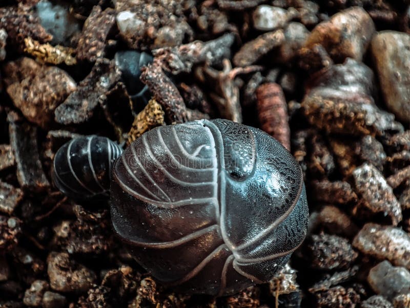 Roly - poly shy stock image. Image of produce, people - 259763399