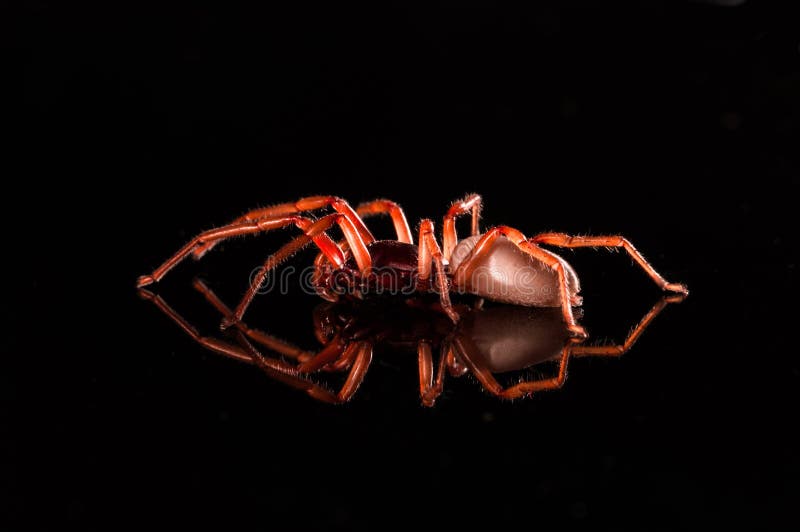 Roly Poly Spider on Black with Reflection Stock Photo - Image of ...