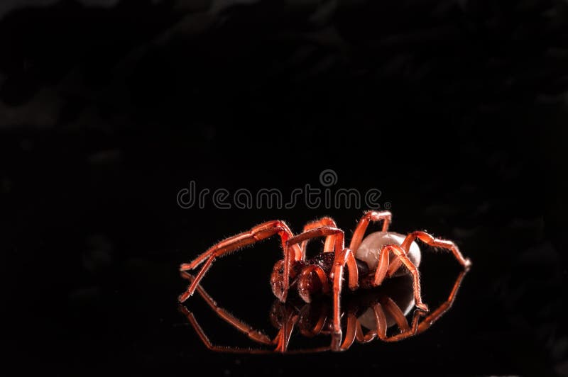 Roly Poly Spider on Black with Reflection Stock Image - Image of insect ...