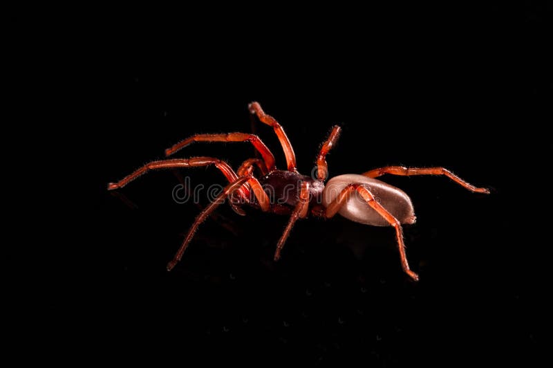 Roly Poly Spider Isolated on Black with Reflection Stock Image - Image ...