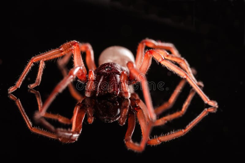Roly Poly Spider Isolated on Black with Reflection Stock Image - Image ...