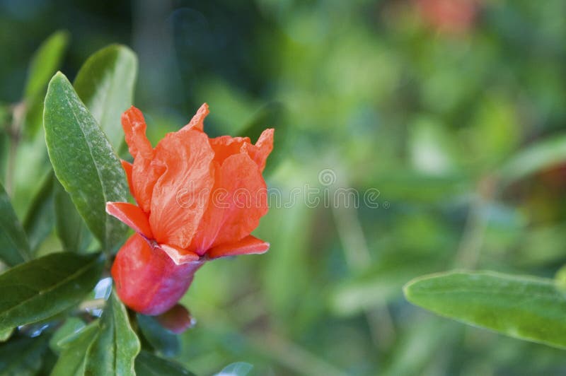 Flor da romã imagem de stock. Imagem de consideravelmente - 4865319