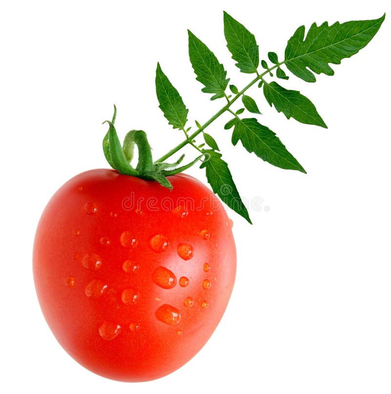 Tomate-Blatt stockfoto. Bild von tomate, kultiviert, fotosynthese ...