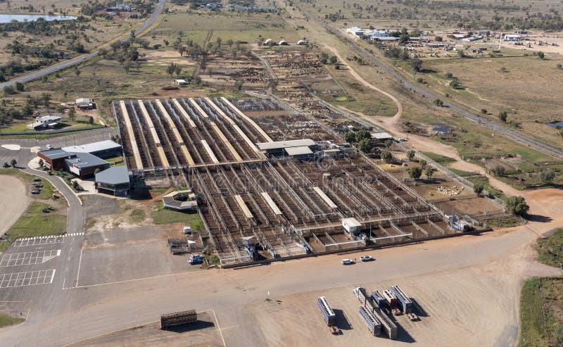 Roma cattle saleyards . stock photo. Image of queensland - 249492676