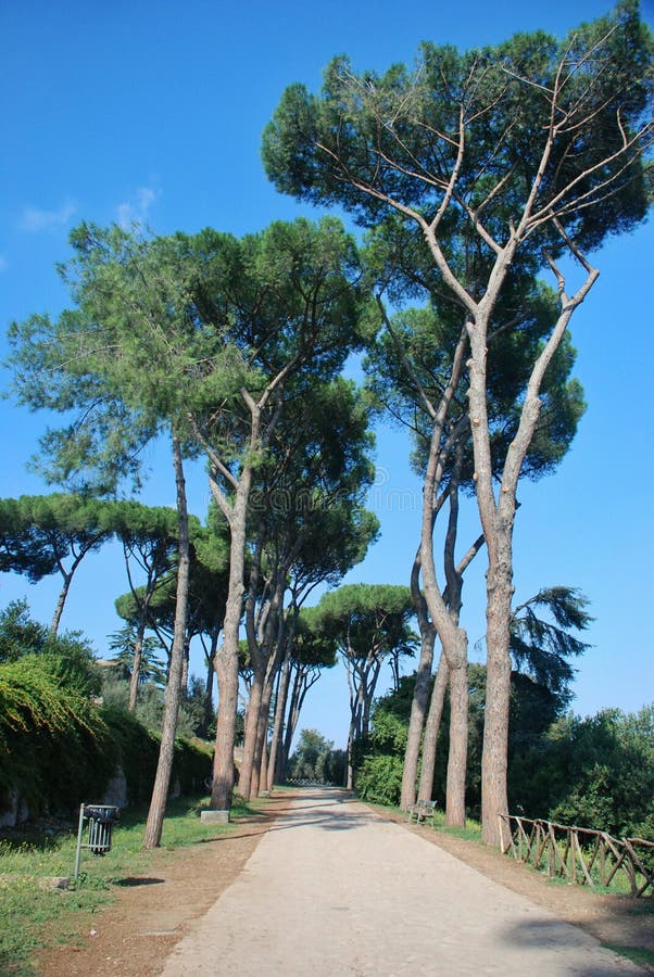 Pino Marittimo Dell'albero, Pinastro Pinus Pinaster Isolato Fotografia ...