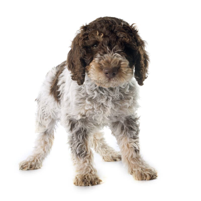 Lagotto romagnolo stock image. Image of brown, posing - 26918153