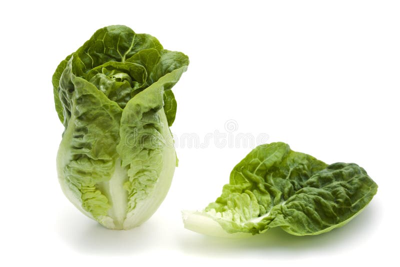 Romaine Lettuce and Single Leaf Stock Photo - Image of vegetarian ...