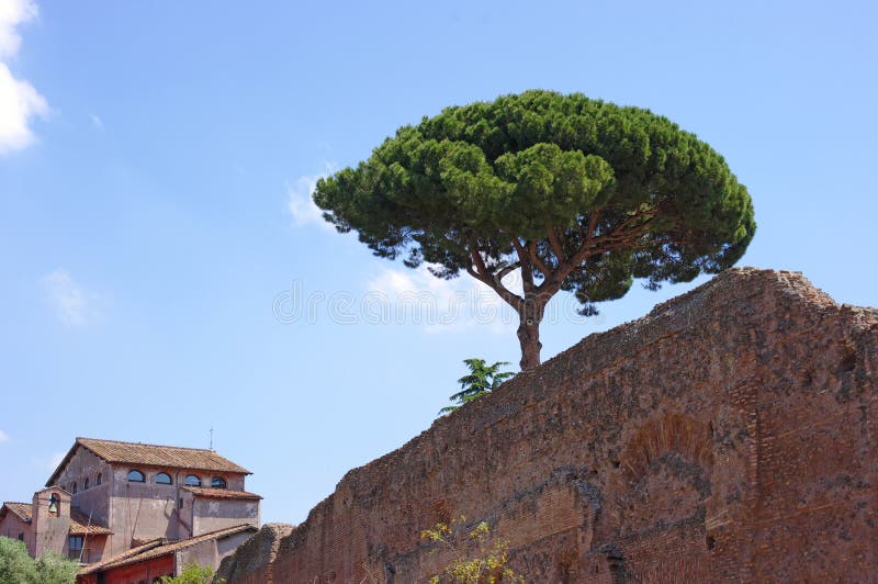 Roman Ancient Wall with Pine Stock Photo - Image of church, italian ...