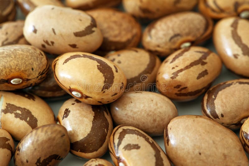 Roman beans stock photo. Image of shot, macro, orange - 12220914