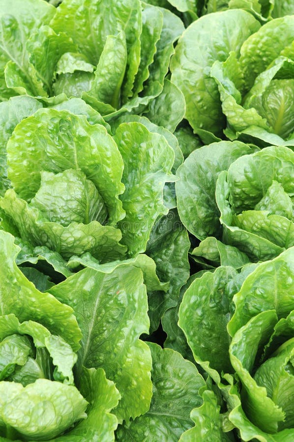 Roman Cabbage Fruit Vegetables Food Vegetarian Stock Image - Image of ...